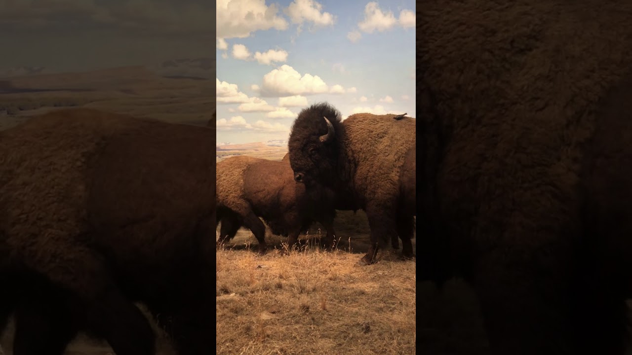 Buffalo Museum of Natural History - YouTube