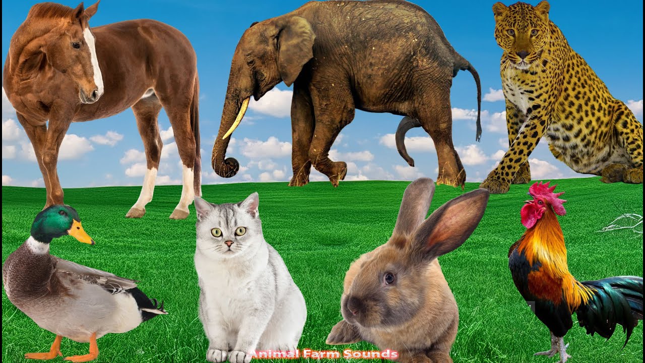 Farm Animal Sound Collection: Tiger, Horse, Cow, Dog, Duck, Cat ...