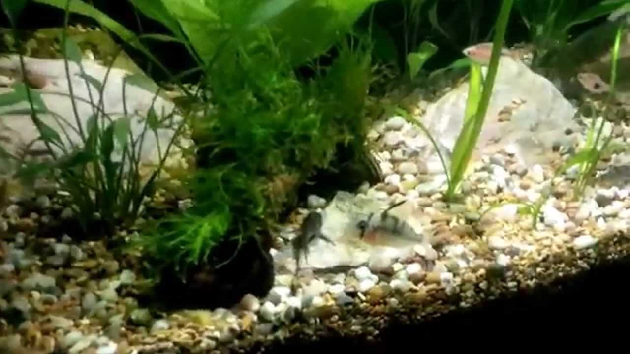 20 gallon planted, freshwater community tank. - YouTube