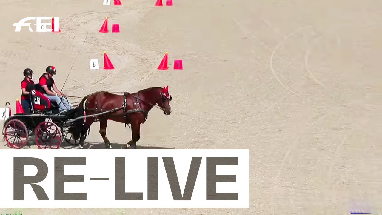 RE-LIVE | Marathon 6-year-old horses - FEI Driving World Championship ...