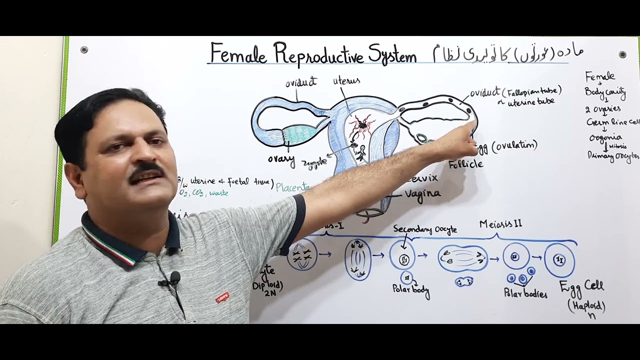 Reproductive system of Female ||Baby formation||Oogenesis||Ovulation ...