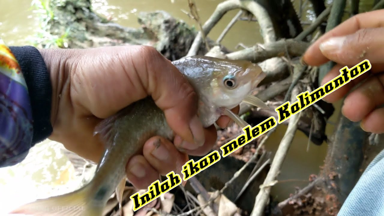 Inilah ikan melem / nilem kalimantan.umpan cacing pun gacor - YouTube