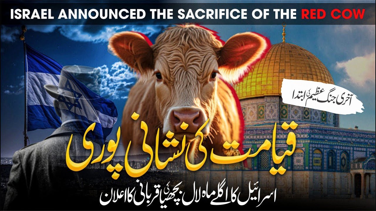 Israel Sacrificing Red Heifer In April | Qiyamat Ki Nishani | Red Cow ...