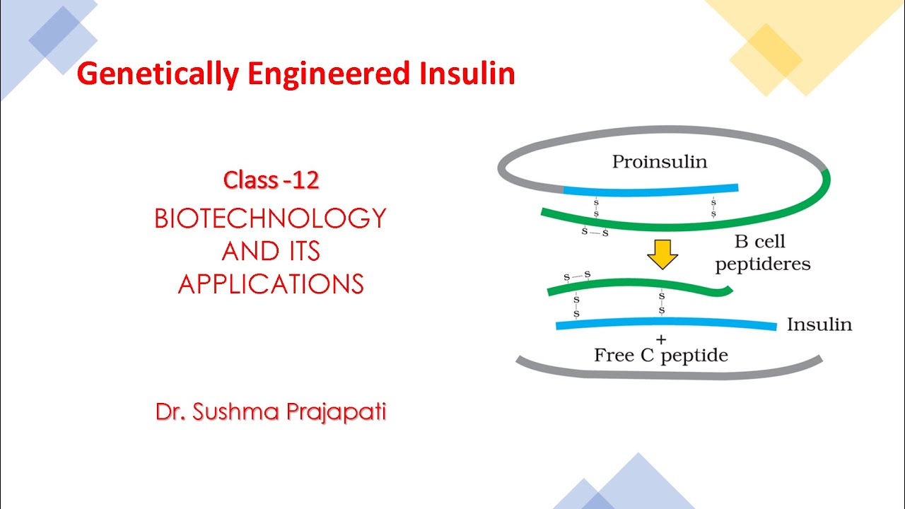 Genetically Engineered Insulin # Class 12 r # Chapeter 12 Biology #ncert #neet - YouTube