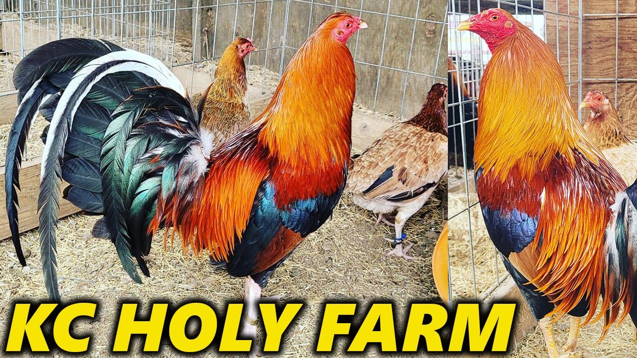 Best Quality Sweater Yellow Leg Kelso Roundhead Claret Hatch - KC HOLY ...