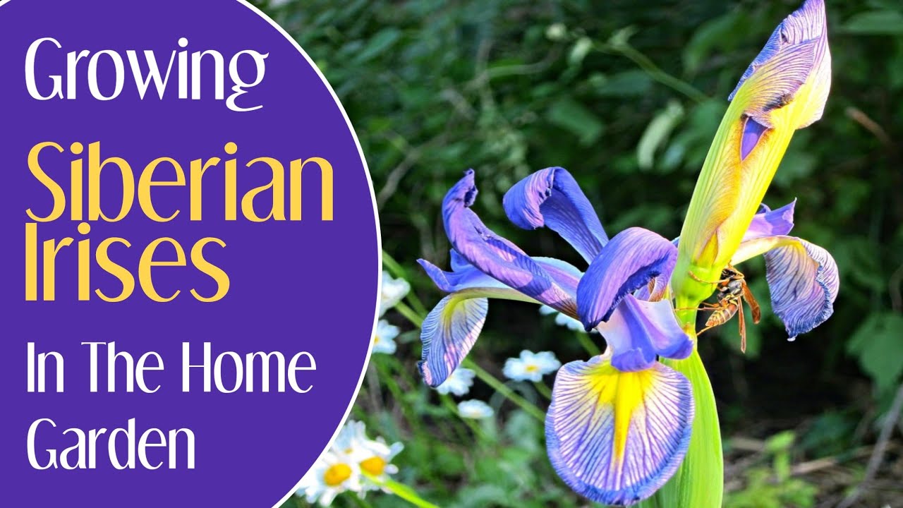 Growing Siberian Irises in the Home Garden | Gardening Story - YouTube