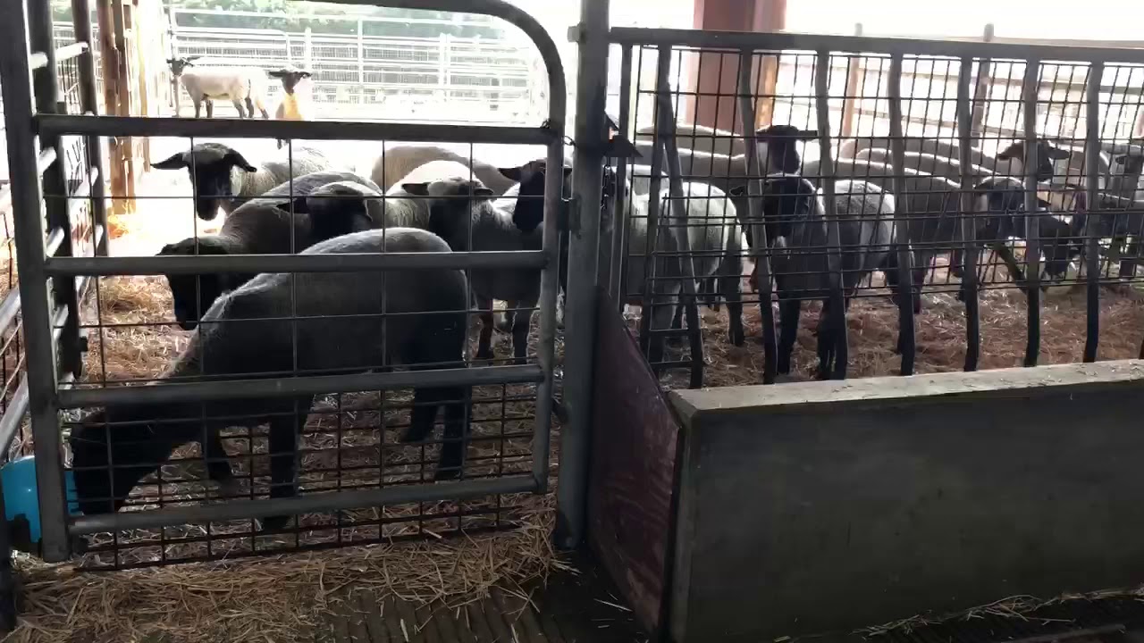 Sheep enrichment project 8 - YouTube