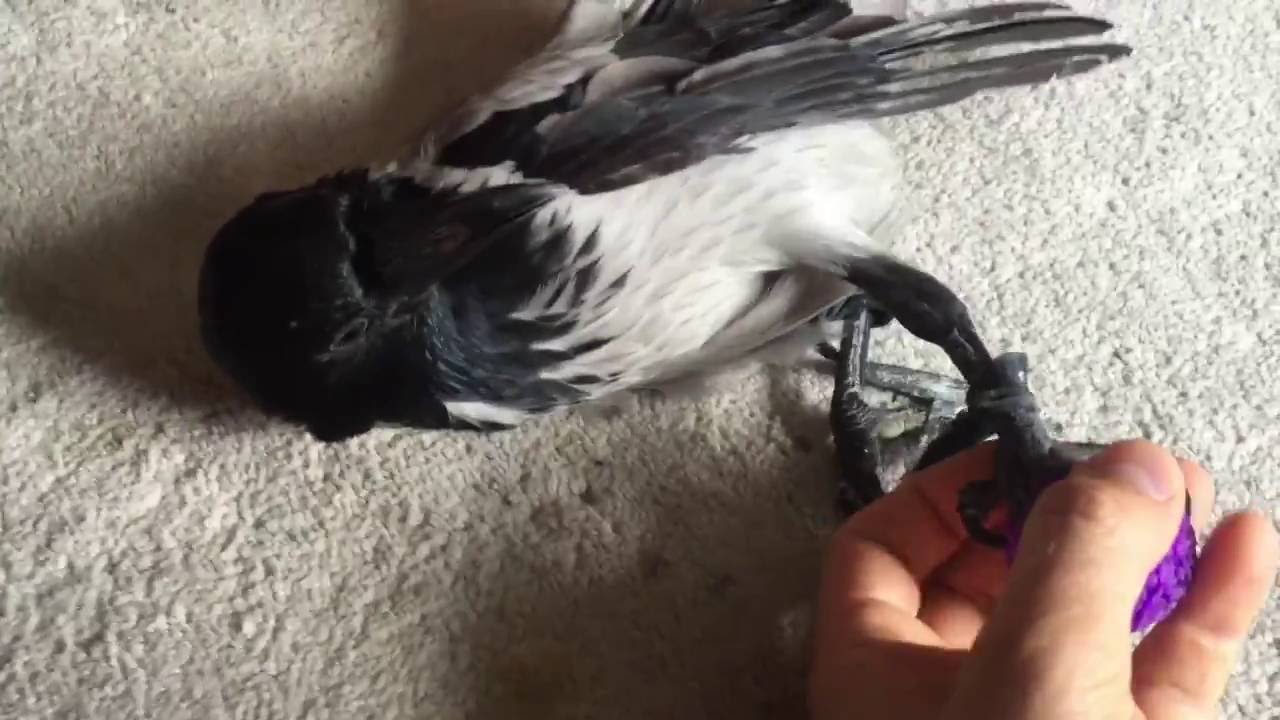 A crow playing with a ball - YouTube
