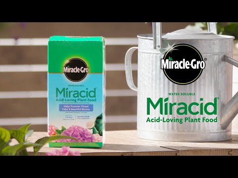 Should Use Miracid Or Miracle Grow On Hydrangeas