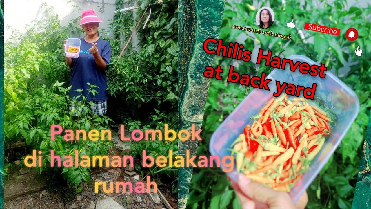 Panen Lombok / cabe di halaman belakang rumah, Chillis Harvest at back ...