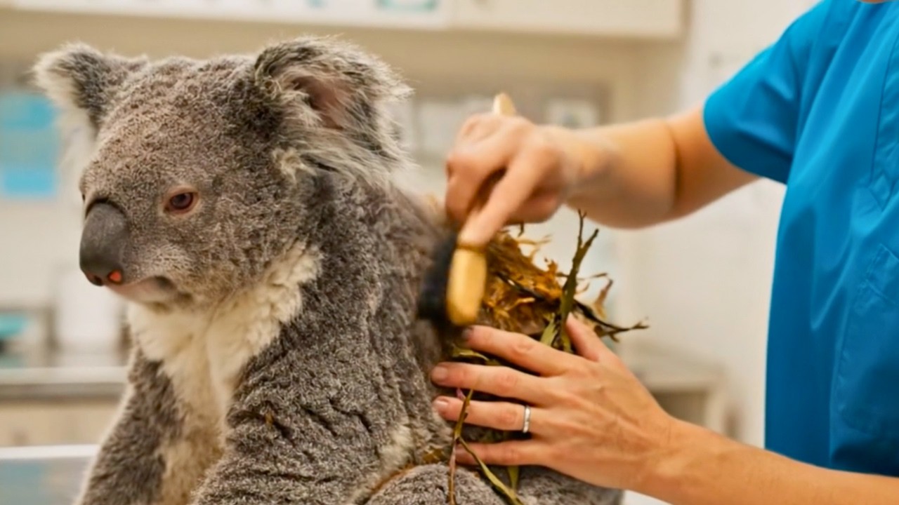 What Happens When Wild Animals Visit the Vet? - YouTube