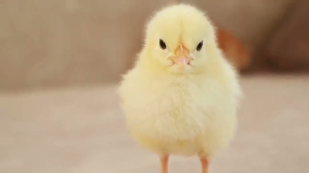 Funny Cats and Kittens Meowing Compilation - YouTube