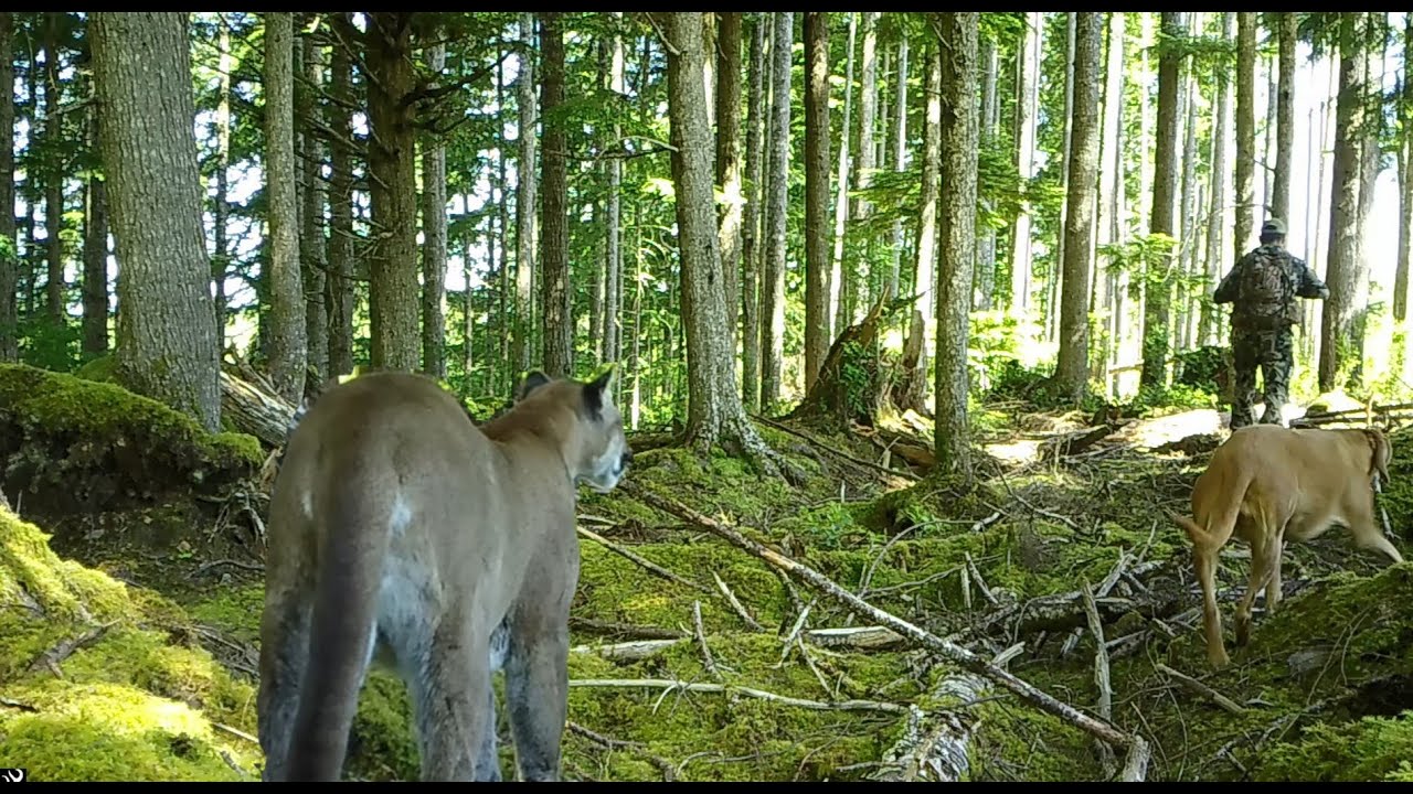 Mountain Lion compilation Western Washington state - YouTube