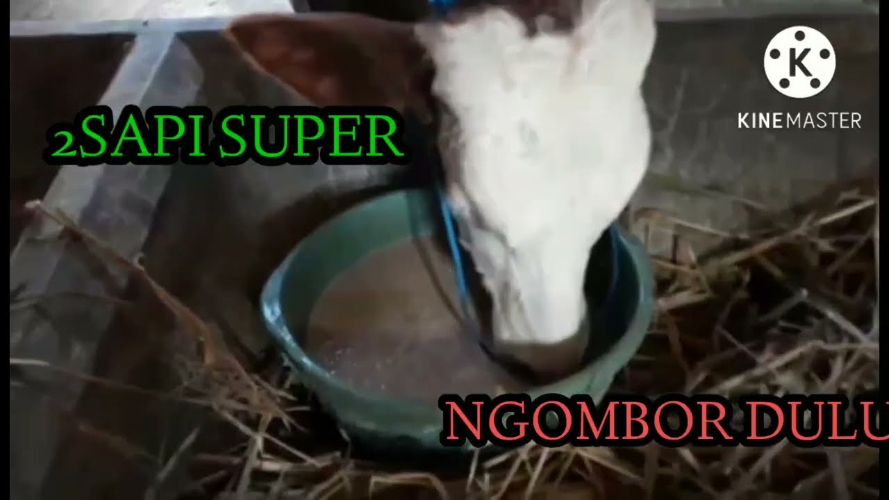 TIPS PENGOMBORAN SAPI MONCONG PUTIH. - YouTube