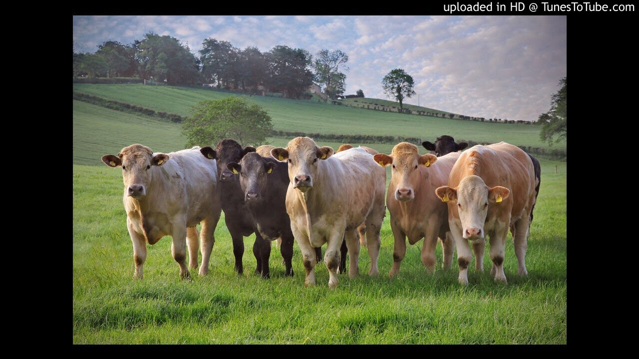 Gosh Yasht - YouTube