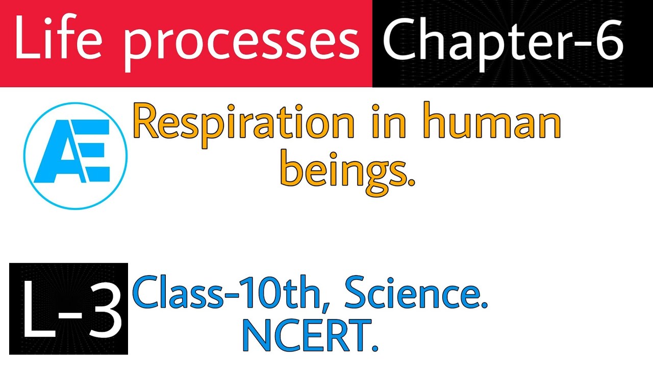 Chapter-6, Life processes, part-3,Respiration in human beings,. - YouTube