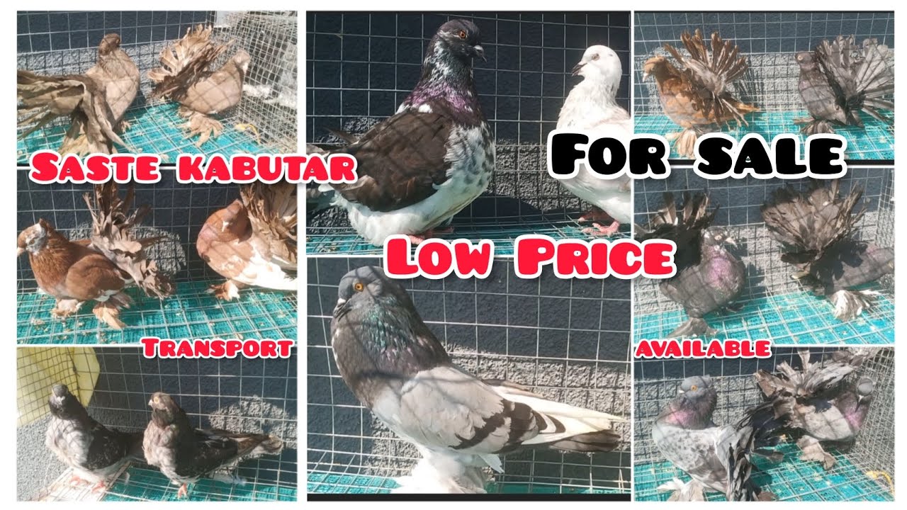 14) Top Quality Fancy Pigeon Collection And Breeding Pair Sale Fancy ...