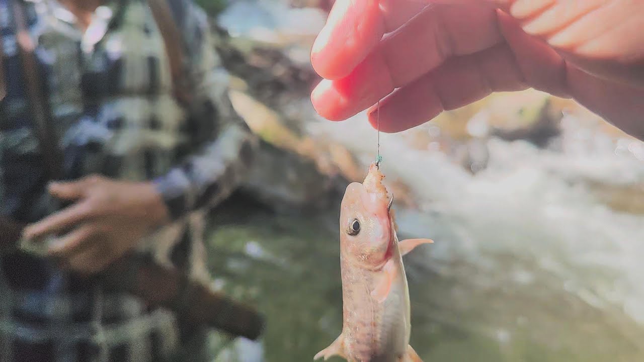 STICK FISHING ! "Mountain fish are truly the tastiest fish on earth ...