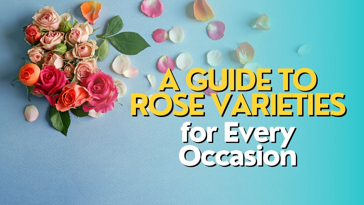 Roses for Every Occasion: A Guide to Rose Varieties - YouTube