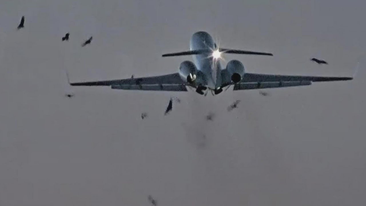 U.S. military plane forced to turn around to Midway after bird strike ...