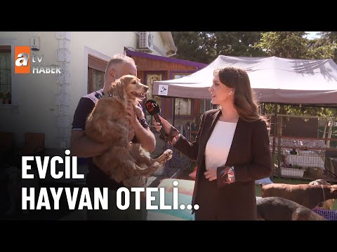 Evcil hayvanlara özel otel yeri...- atv'de Hafta Sonu 24 Haziran 2023