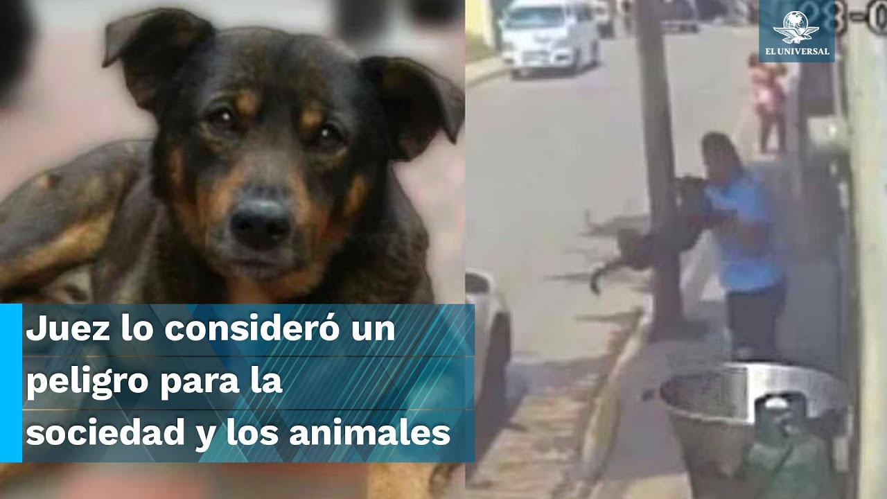Dictan Prisión Preventiva A Sergio N Presunto Asesino De Perrito En
