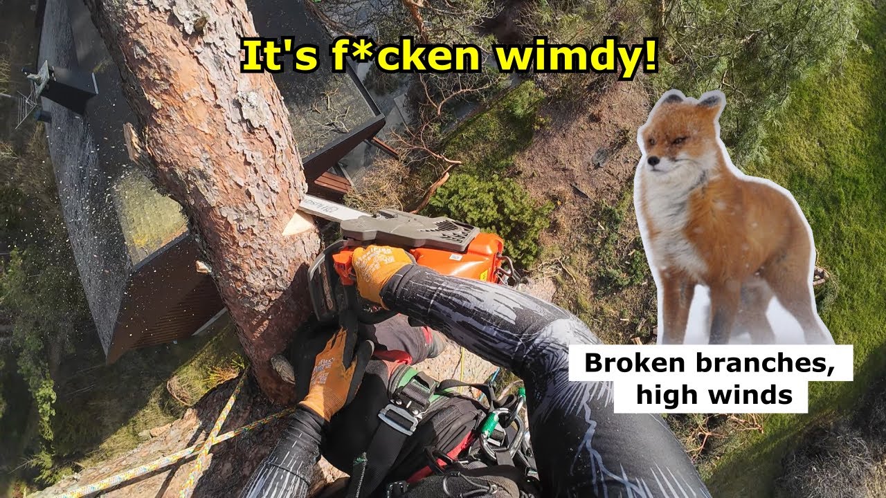 Hazard tree mitigation: Broken branches, fading sunlight and strong ...