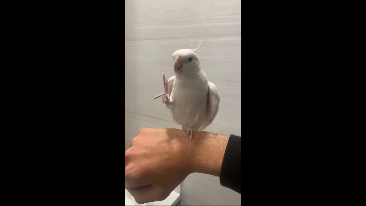 Happy Cockatiel Dancing and Waving hello - YouTube