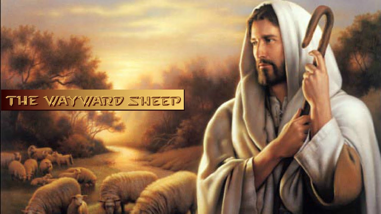 The wayward sheep - YouTube