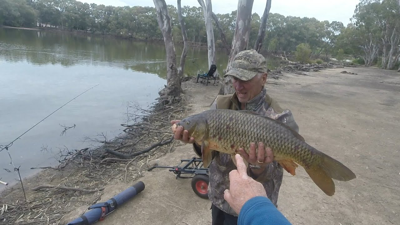 Fishing Wynn Vale Dam - sick looking fish #Wynnvaledam #Sickfish - YouTube