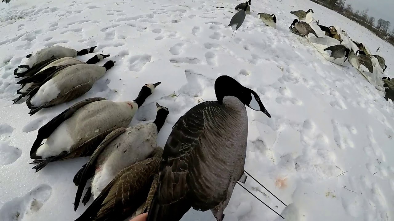 Frozen field goose hunt + silhouette review - YouTube