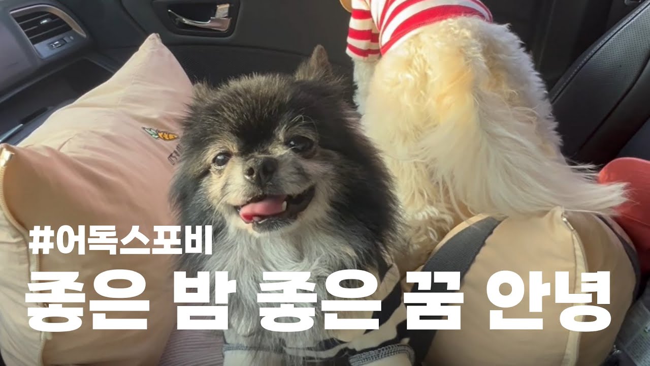 [입양완료 Adopted] 포비 Pobi | 포비가 꿈에 나오면 좋겠어 - YouTube