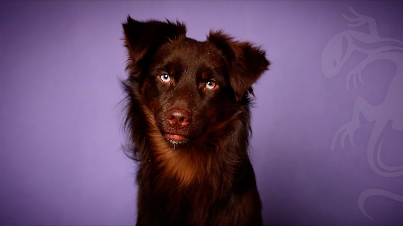 LAZERTA MOVIE - Mini Australian Shepherds, Aussie, Pack Life ...