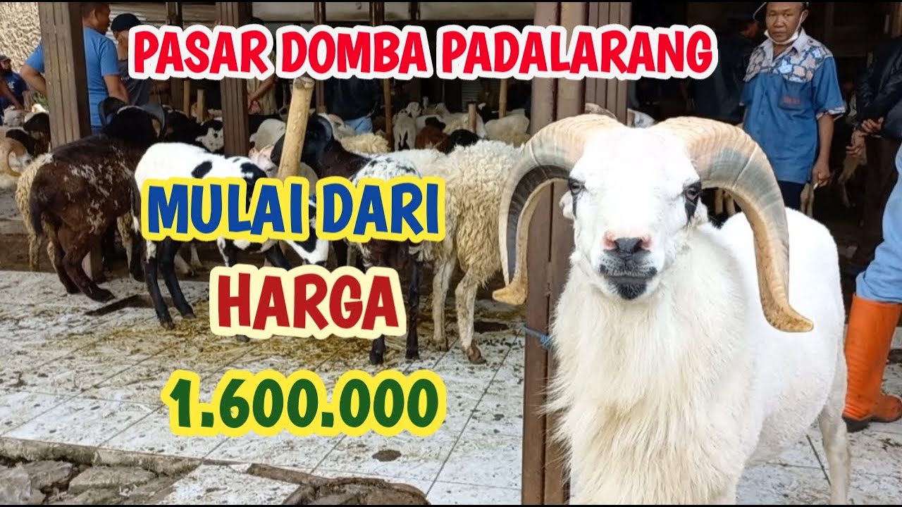 Harga Domba Garut, Harga Domba sayur dan Harga Kambing di Pasar Domba ...