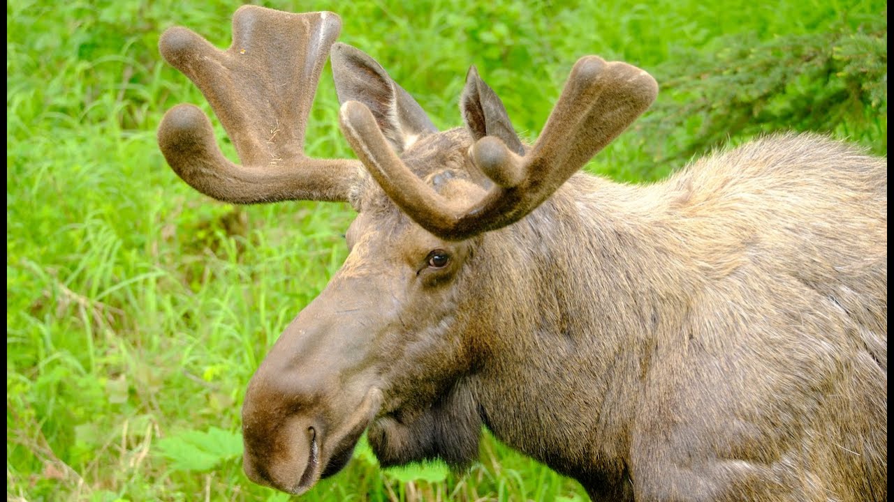 Spring Cycling Moose Loop, Anchorage, Eagle River, Chugiak | Alaska ...