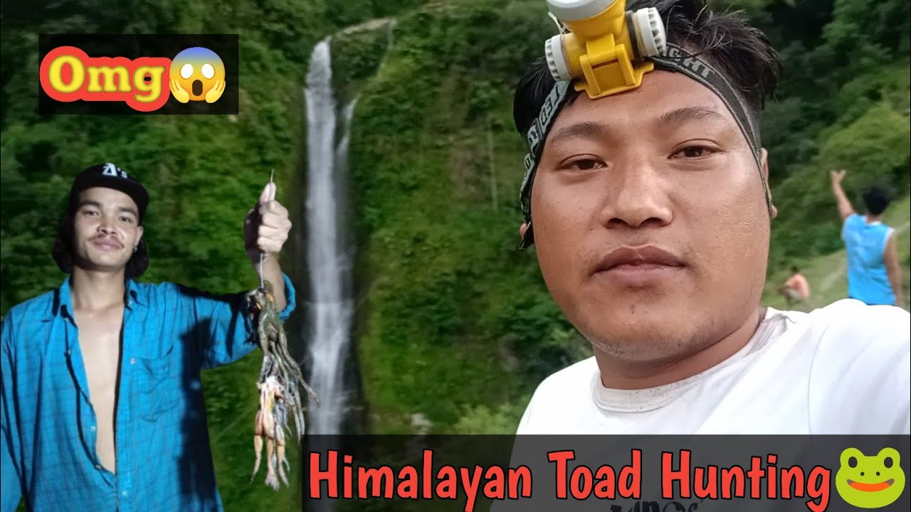 Himalayan Toad Frog Hunting🐸||Western Nepal @AccentMgr - YouTube