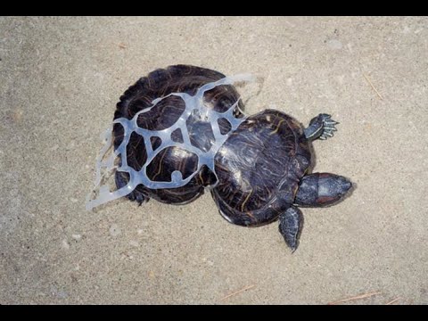 Görün təbiətə necə ziyan vururuq! Gəlin təbiəti qoruyaq!!!