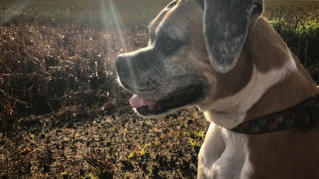 Boxer Dogs and Telepathic Healing - Can Distant Energy Help? - YouTube