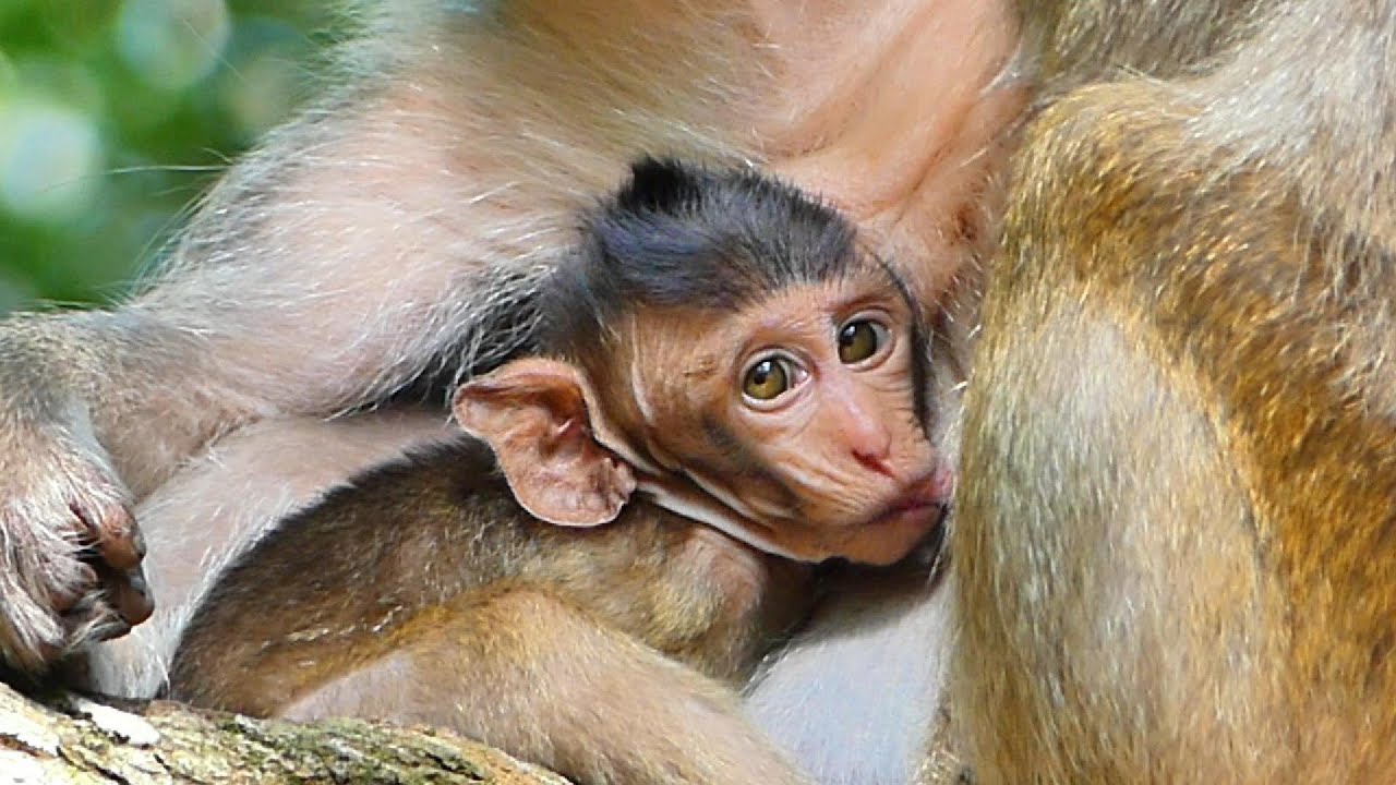 Monkey Behavior in the Wild – Funny and Fascinating! - YouTube