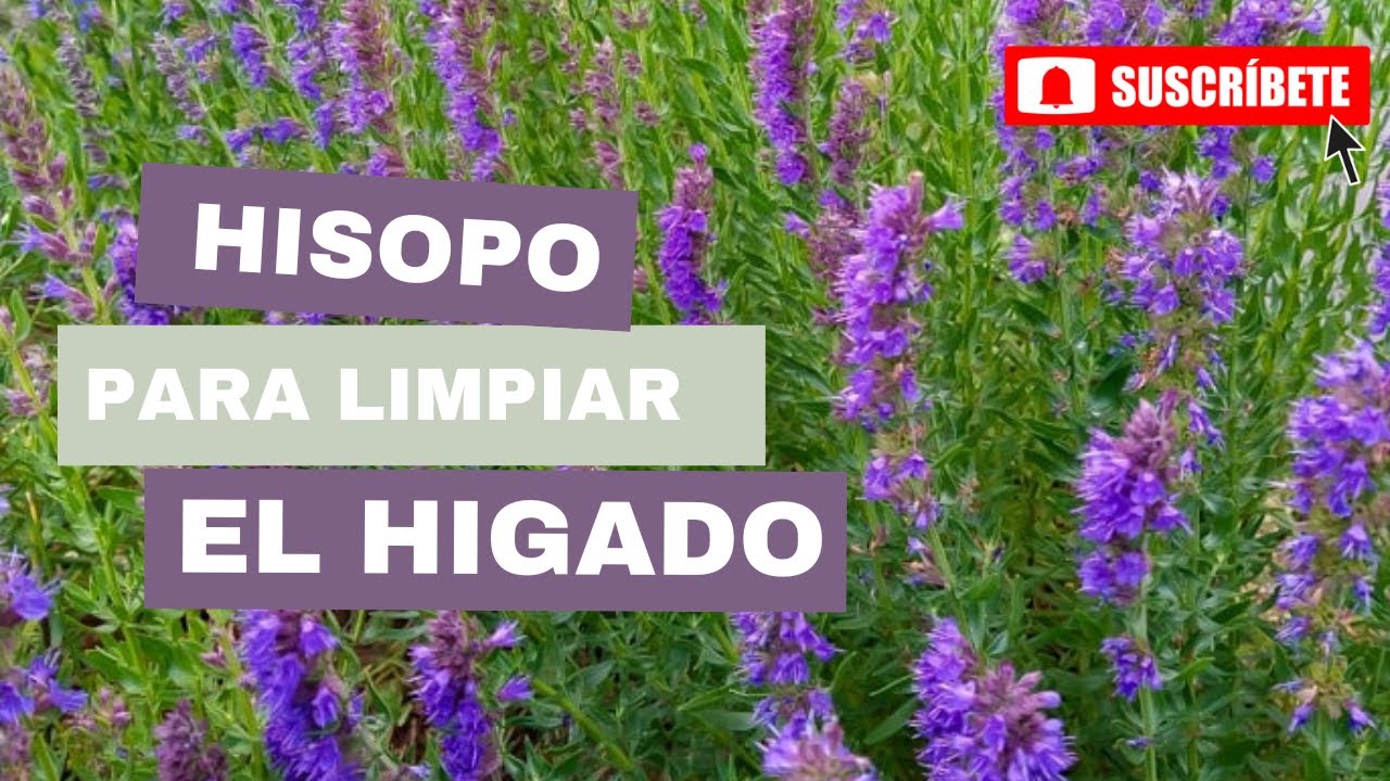 El hisopo gran cura para el hígado🌿 - YouTube