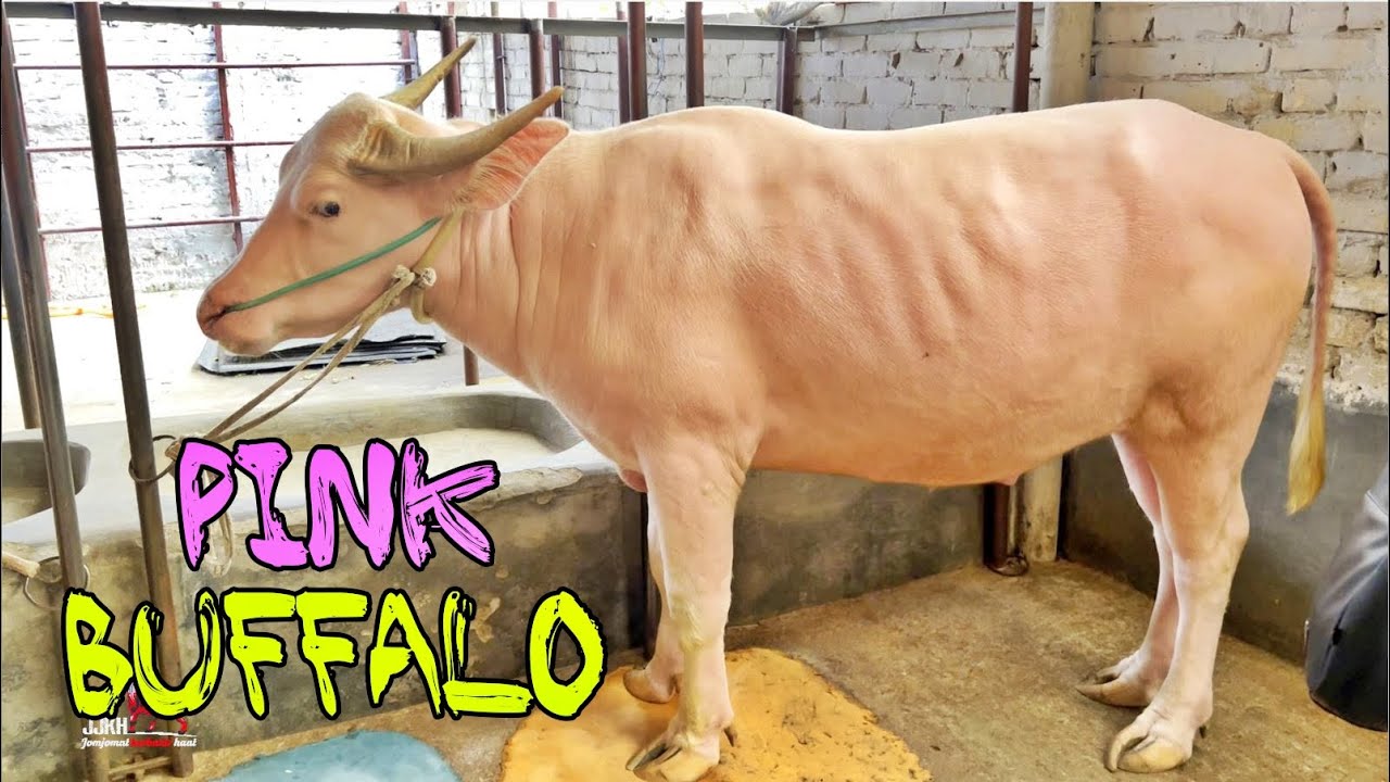 Pink Buffalo | 2023 Exclusive buffalo | - YouTube