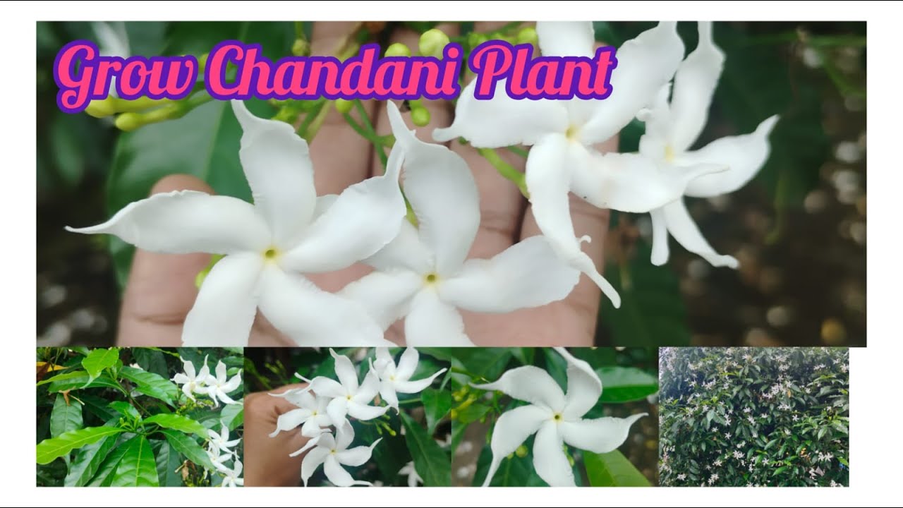 Chandani Plant beautiful flowers # white flowers #Plants #Plant with me ...