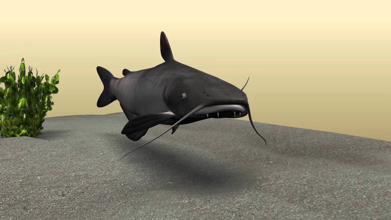 3D Catfish - Maya 2012 - YouTube