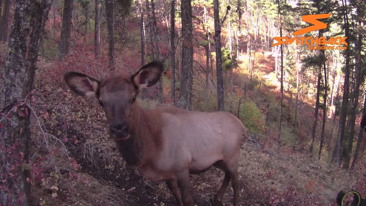 Elk at 1 Yard - Switchback Outdoors Webisode - YouTube