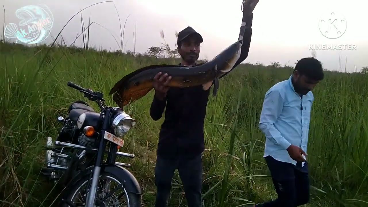बहुत मुश्किल से निकला मरल Tiger Big snakehead#fish# 7kg 🅐🅜🅔🅩🅘🅝🅖# - YouTube