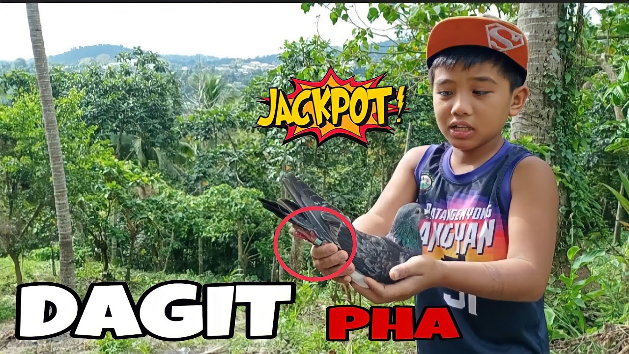 MAY DAGIT ANG KALAPATI KO JACKPOT 😅 #kalapati #karerangkalapati - YouTube