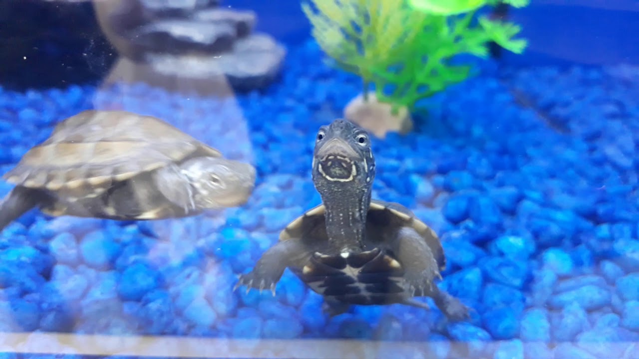 Turtle slaps his friend - YouTube