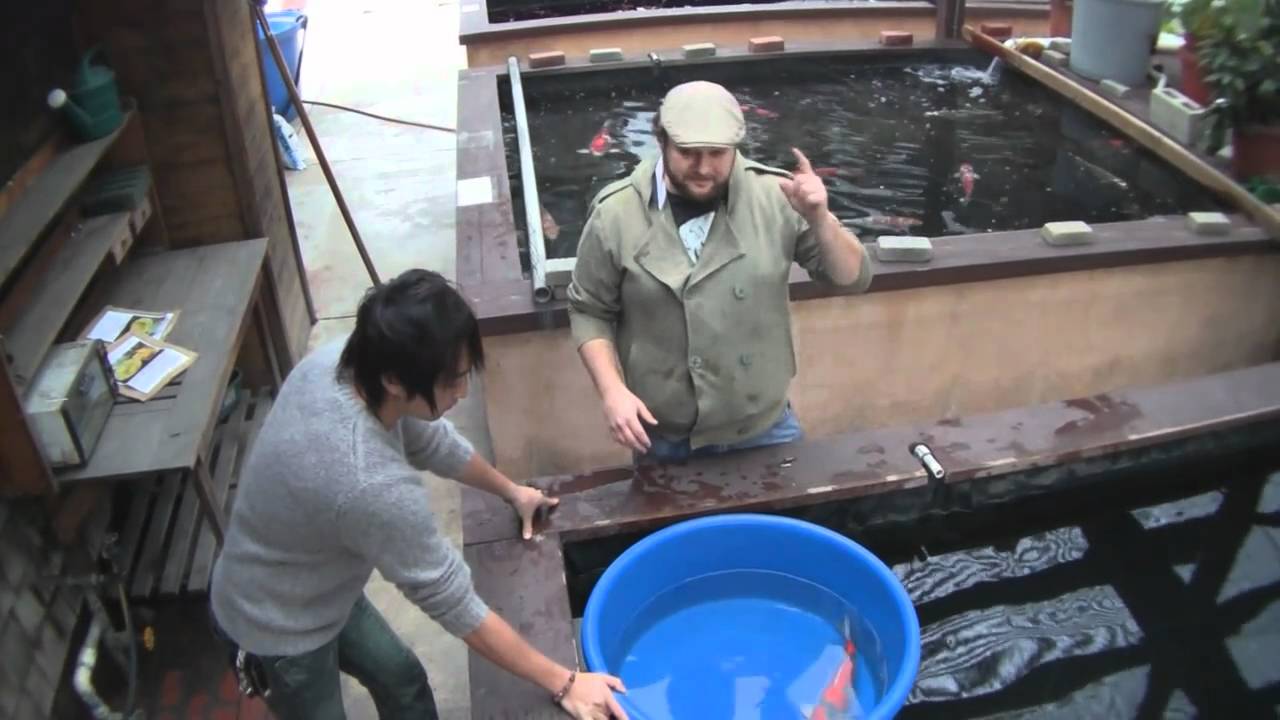 How to handle and net your koi - YouTube