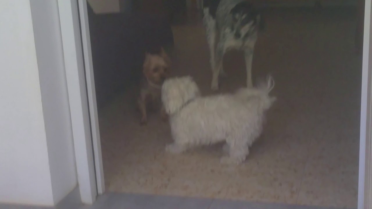 Maya-Fifi - 2019.09.20 - YouTube