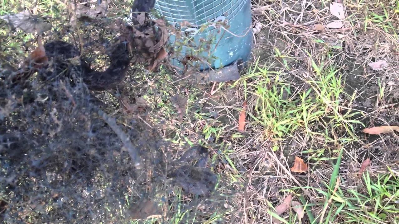 Rat snake vs. electric predator guard - YouTube